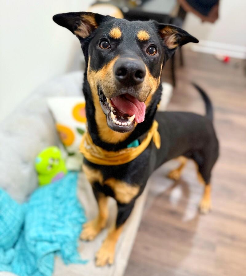 Dog for adoption - Lily Lovey, a Doberman Pinscher & Rottweiler Mix in ...