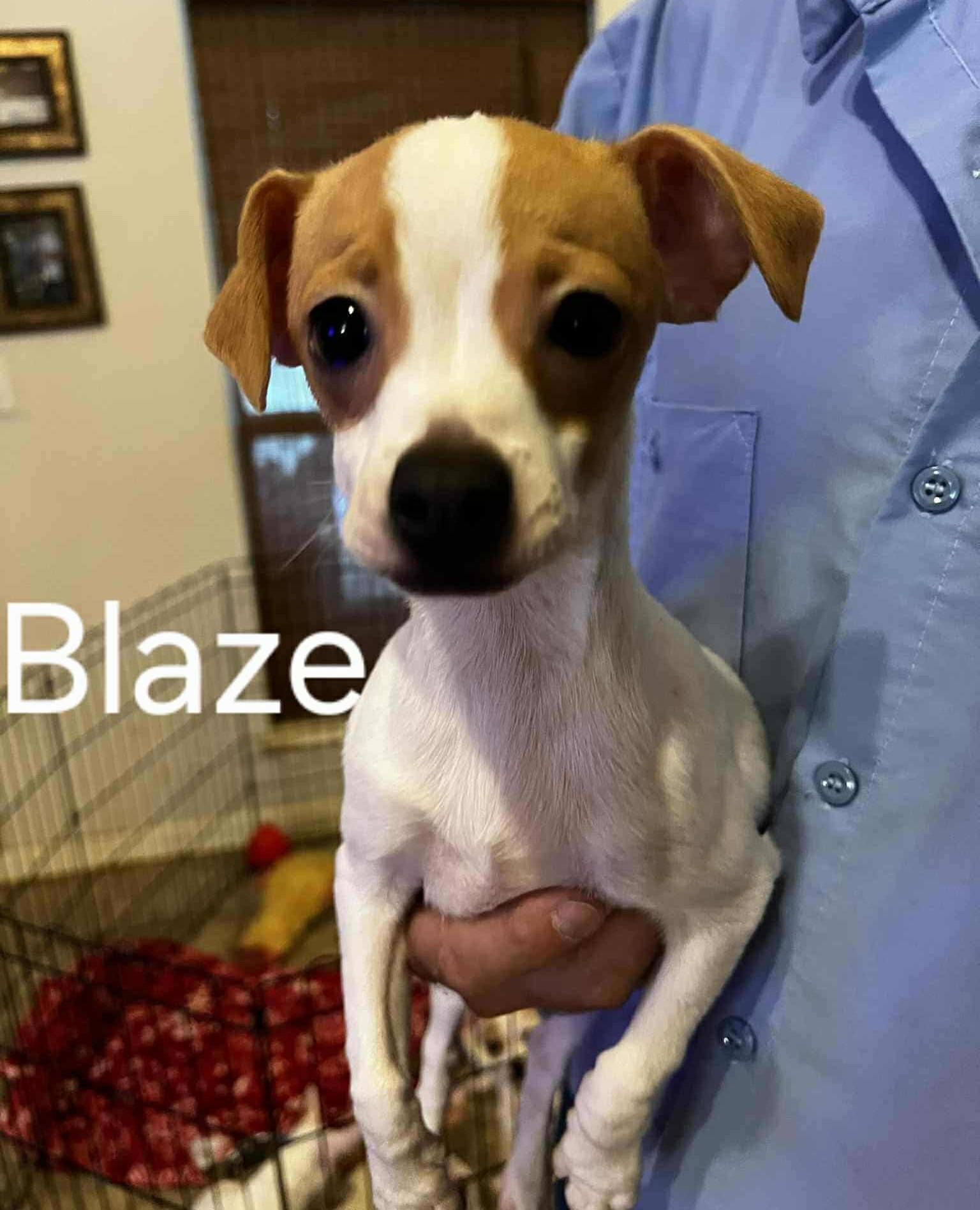 Dog for adoption - Blaze, a Chihuahua in Cincinnati, OH | Petfinder
