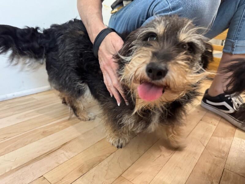 Dog for adoption - Jamie Queen of Cuddles, a Dachshund & Schnauzer Mix ...