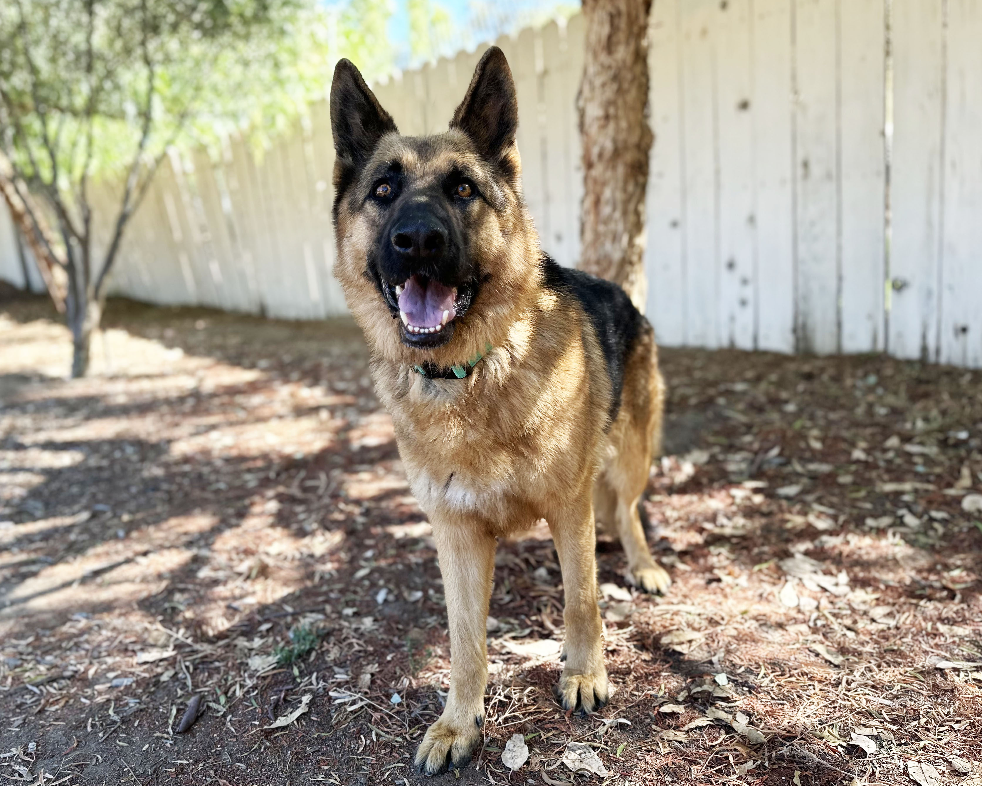 Dog for adoption - Beau, a German Shepherd Dog in San Diego, CA | Petfinder