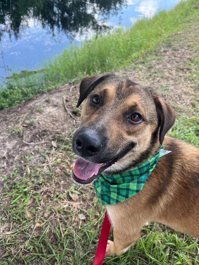 Dog for adoption - Tony Romo, a Shepherd & Labrador Retriever Mix in ...