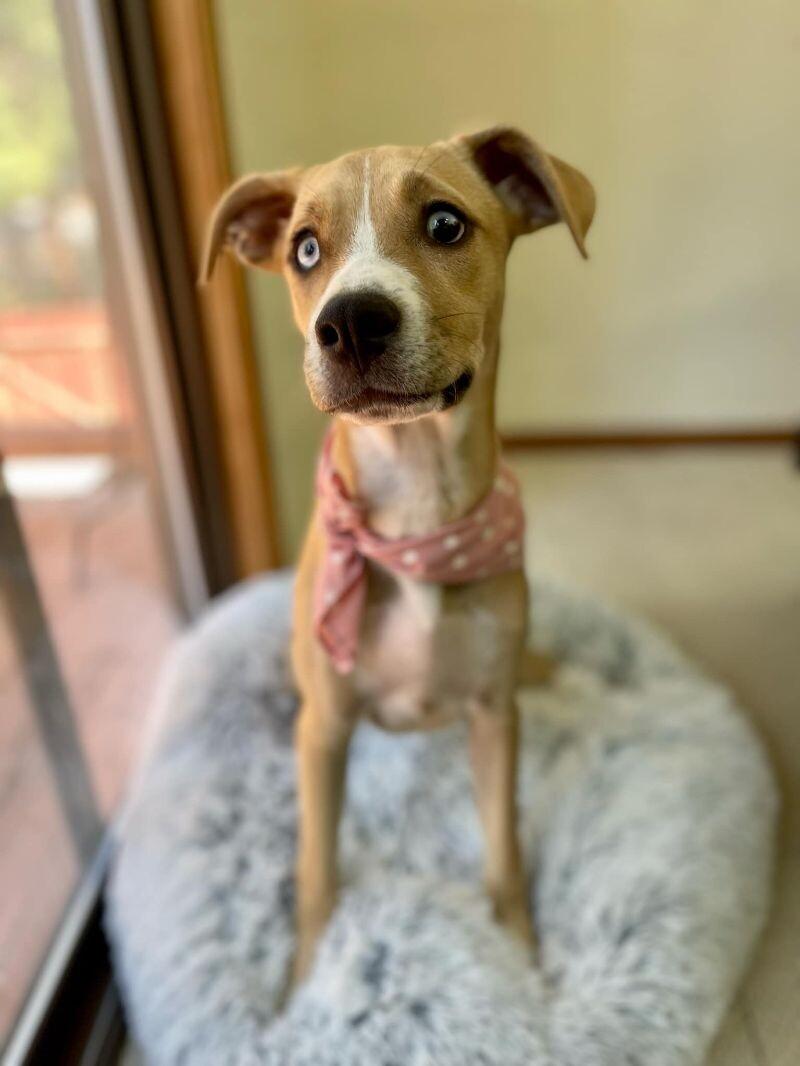 Dog for adoption - Lacey the Lovable Wiggleschmoopsie, a Pit Bull Terrier & Black Mouth Cur Mix ...