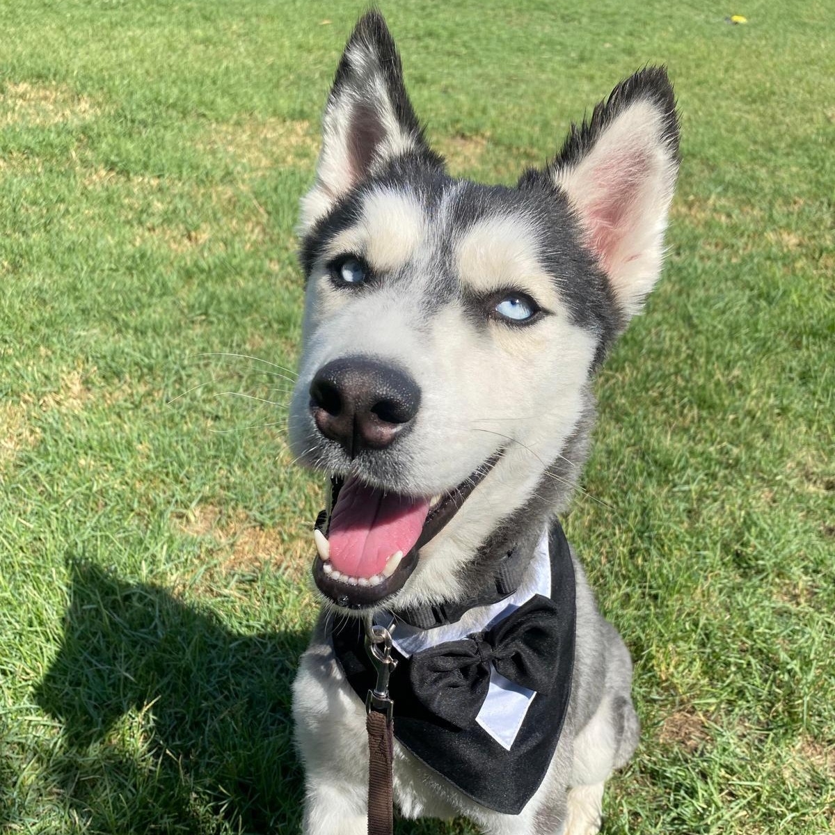 Dog for adoption - Lovely Leo from Kuwait, a Siberian Husky in ...