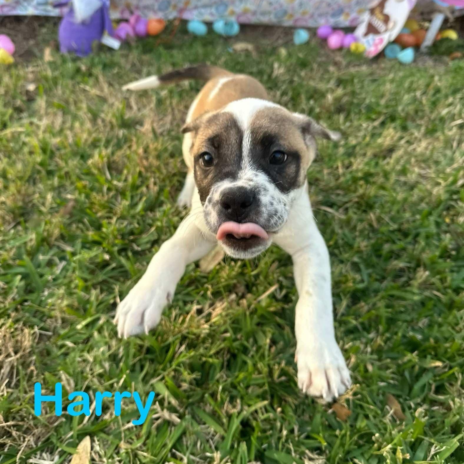 Dog for adoption - Harry, an American Bulldog Mix in Westminster, CO ...