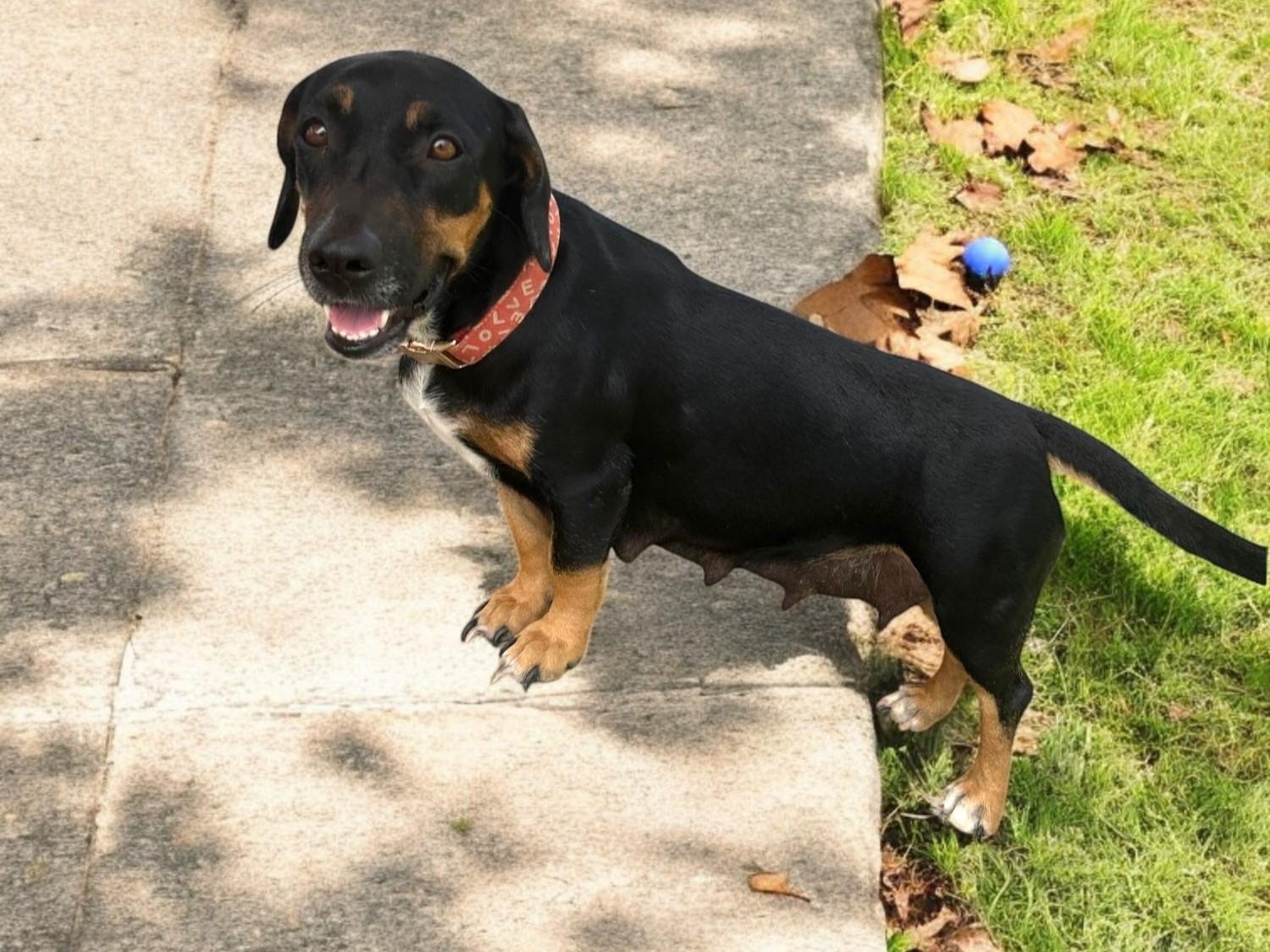 Dog for adoption - Beba, a Mixed Breed in Portland, OR | Petfinder