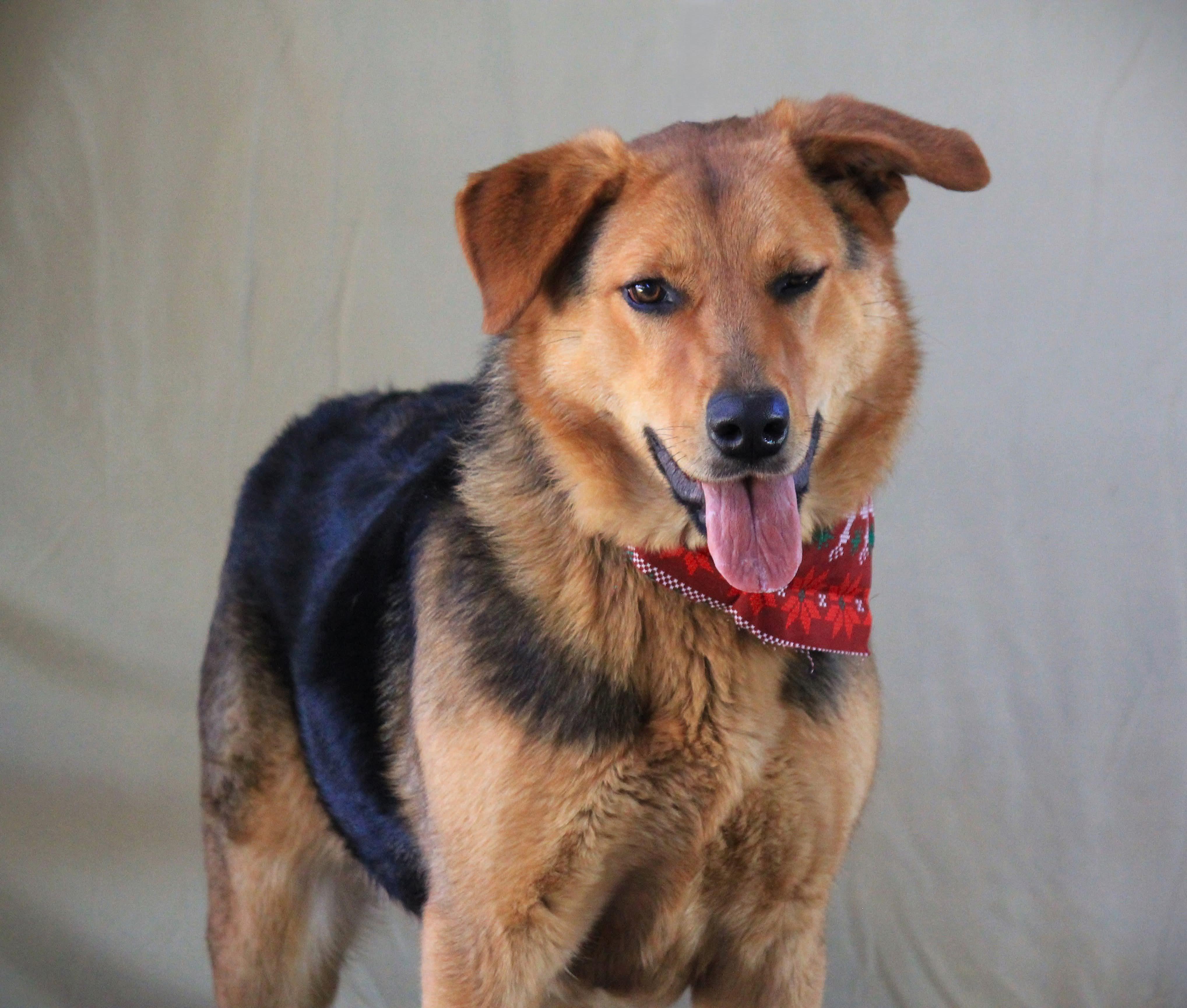Dog for adoption - Foster Mabel!, a German Shepherd Dog Mix in Oswego ...