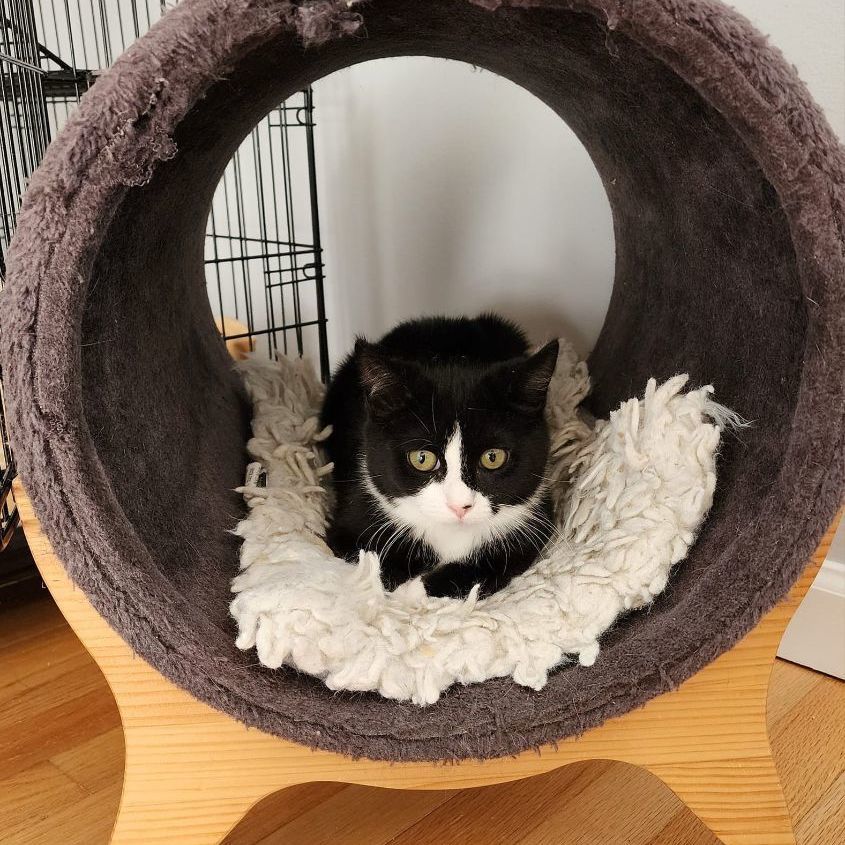 Cat Gallery – Danbury Animal Welfare Society