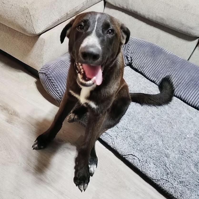 Dog for adoption - Tyson, a Labrador Retriever & Shepherd Mix in ...