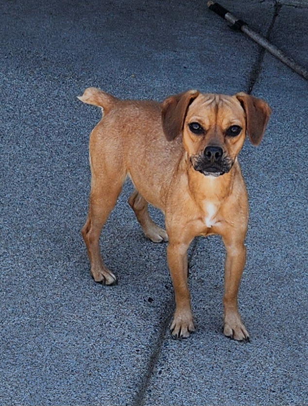 Dog for adoption - Wiggles, a Puggle in Zimmerman, MN | Petfinder
