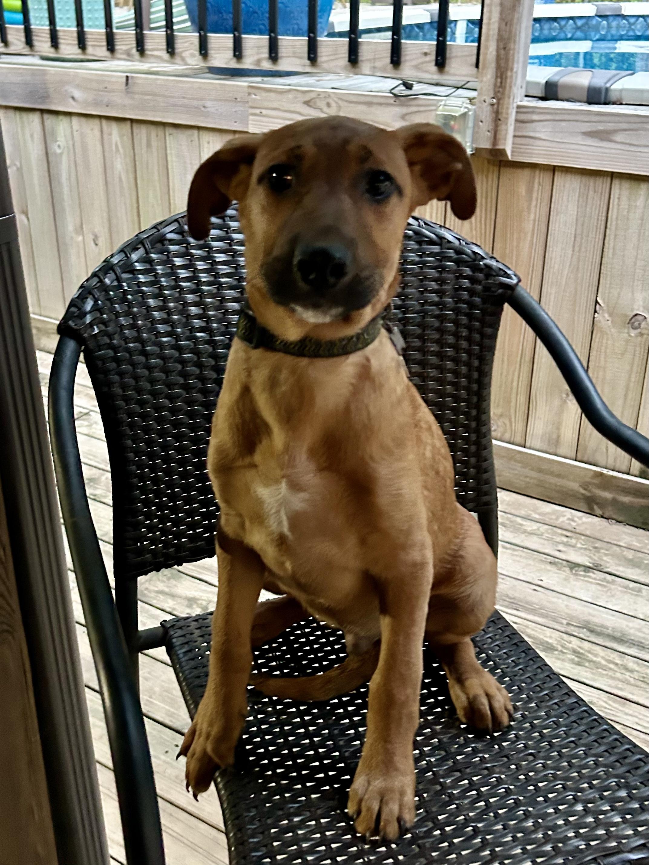 Dog for adoption - FINN, a Shepherd Mix in Allentown, PA | Petfinder