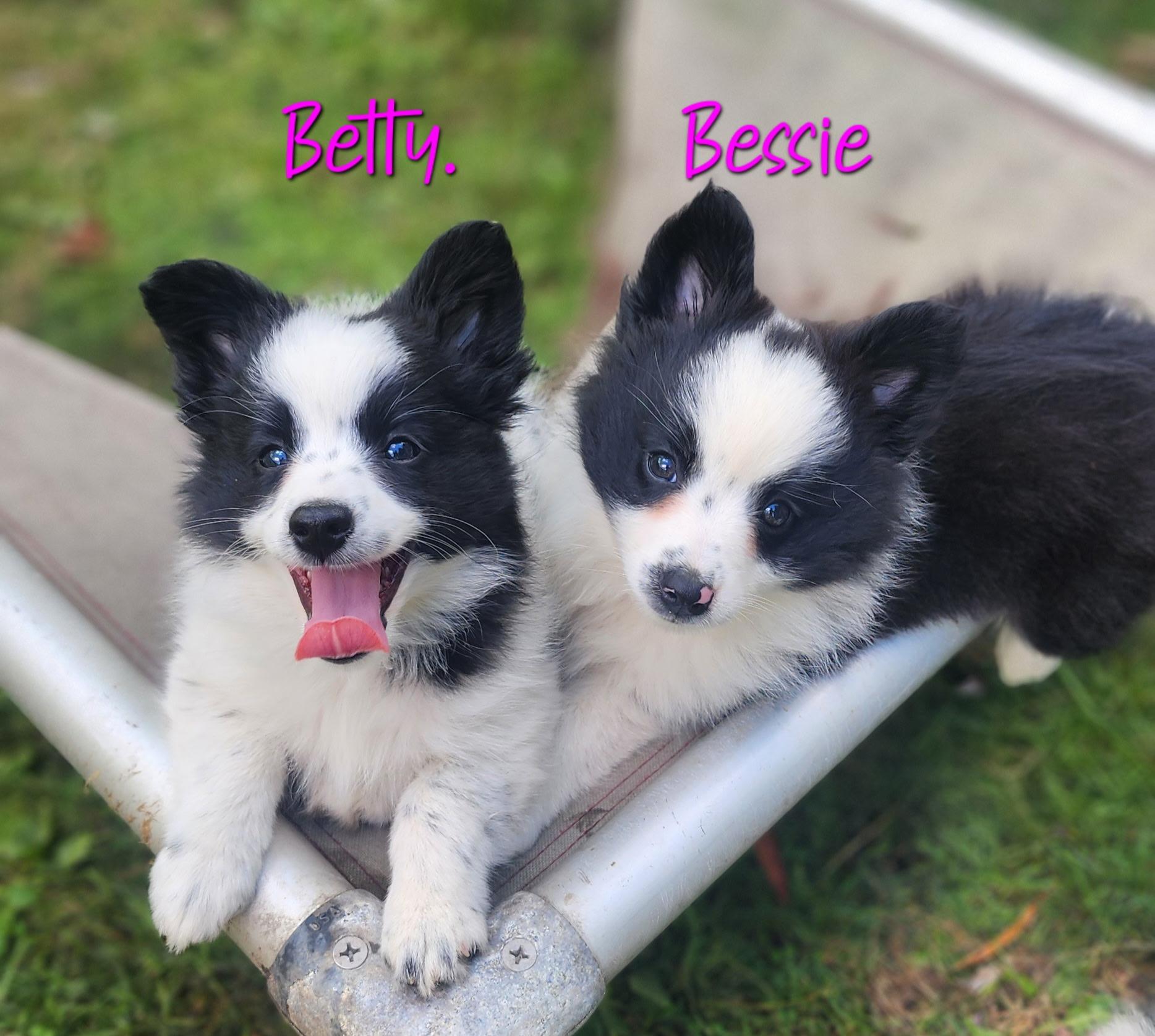 Dog for adoption - Betty, a Pomeranian & Border Collie Mix in Kimball ...