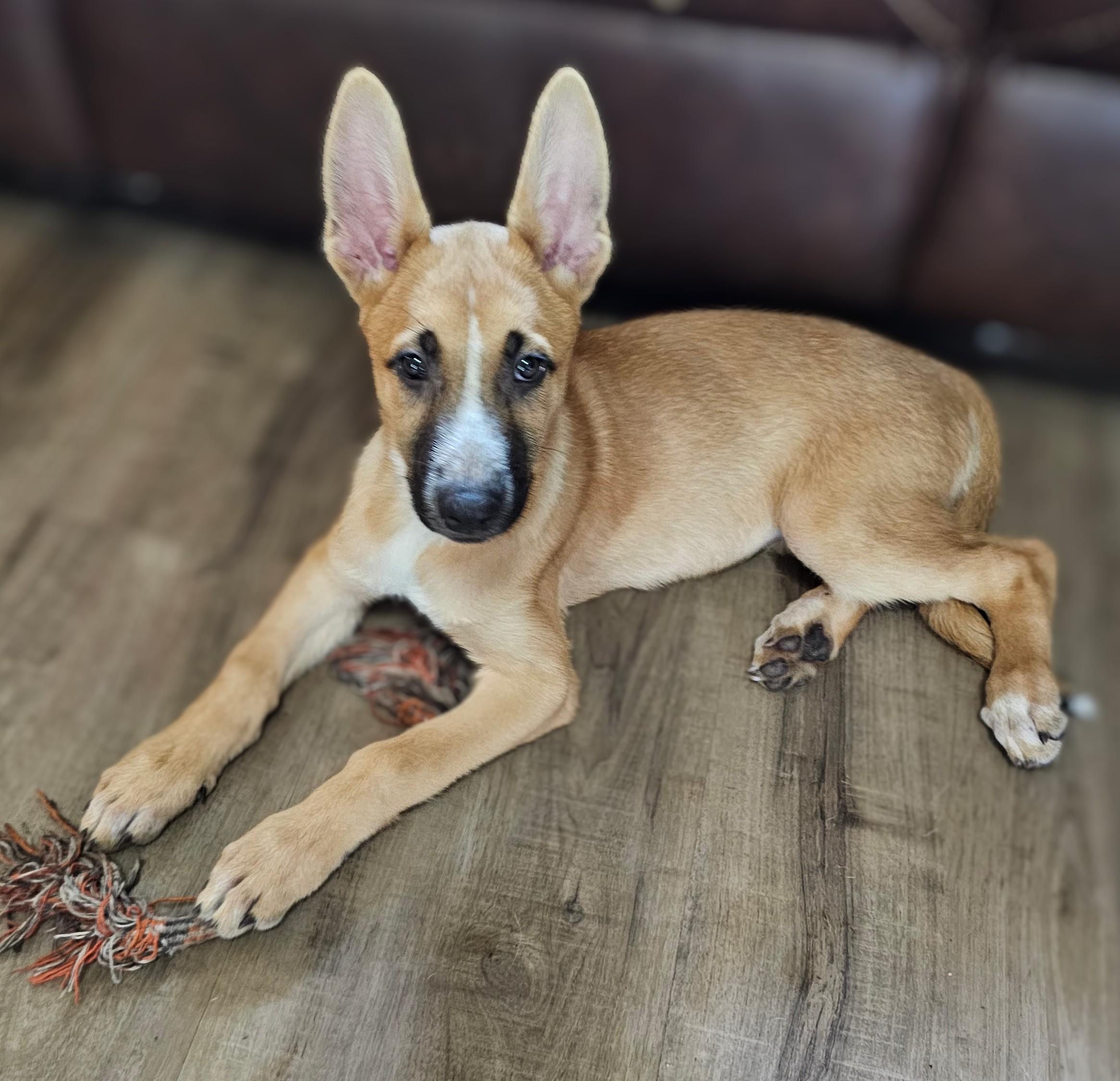 Dog for adoption - Talia, a German Shepherd Dog Mix in French Lick, IN ...