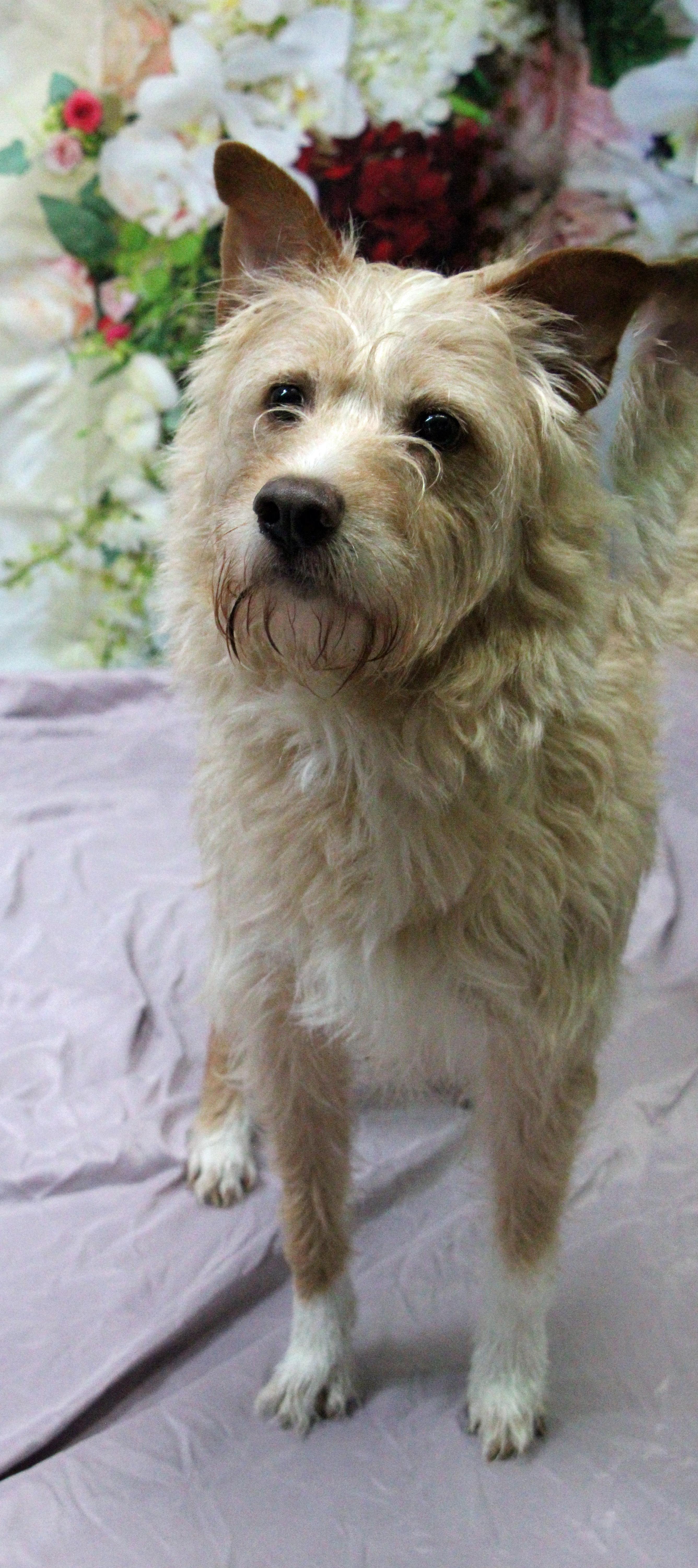 Smitty - Adoptable Pet | Petfinder | Petfinder