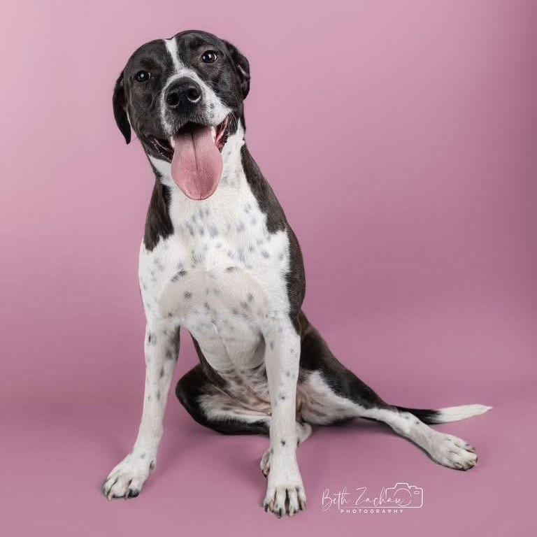 Dog for adoption - Birdie, a Labrador Retriever & Pointer Mix in Juneau ...