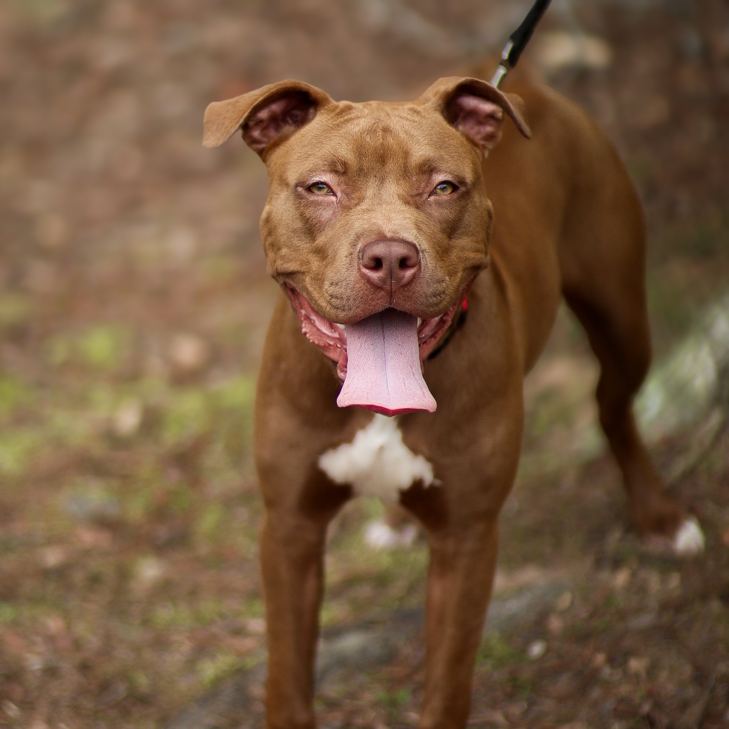 Dog for adoption - Honey, a Pit Bull Terrier & Labrador Retriever Mix in Phenix City, AL | Petfinder