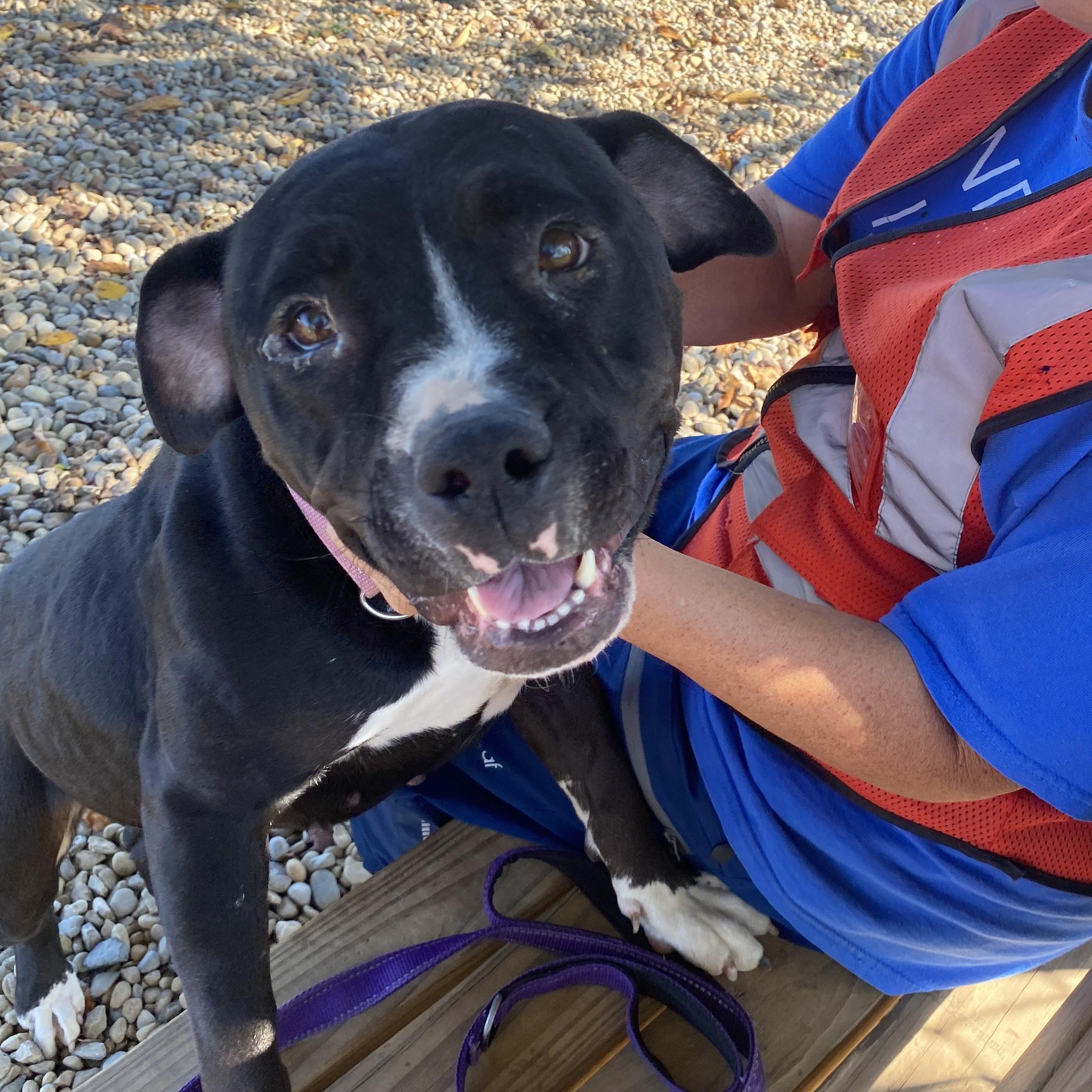 Dog for adoption - Gucci, a Mixed Breed in Elyria, OH | Petfinder