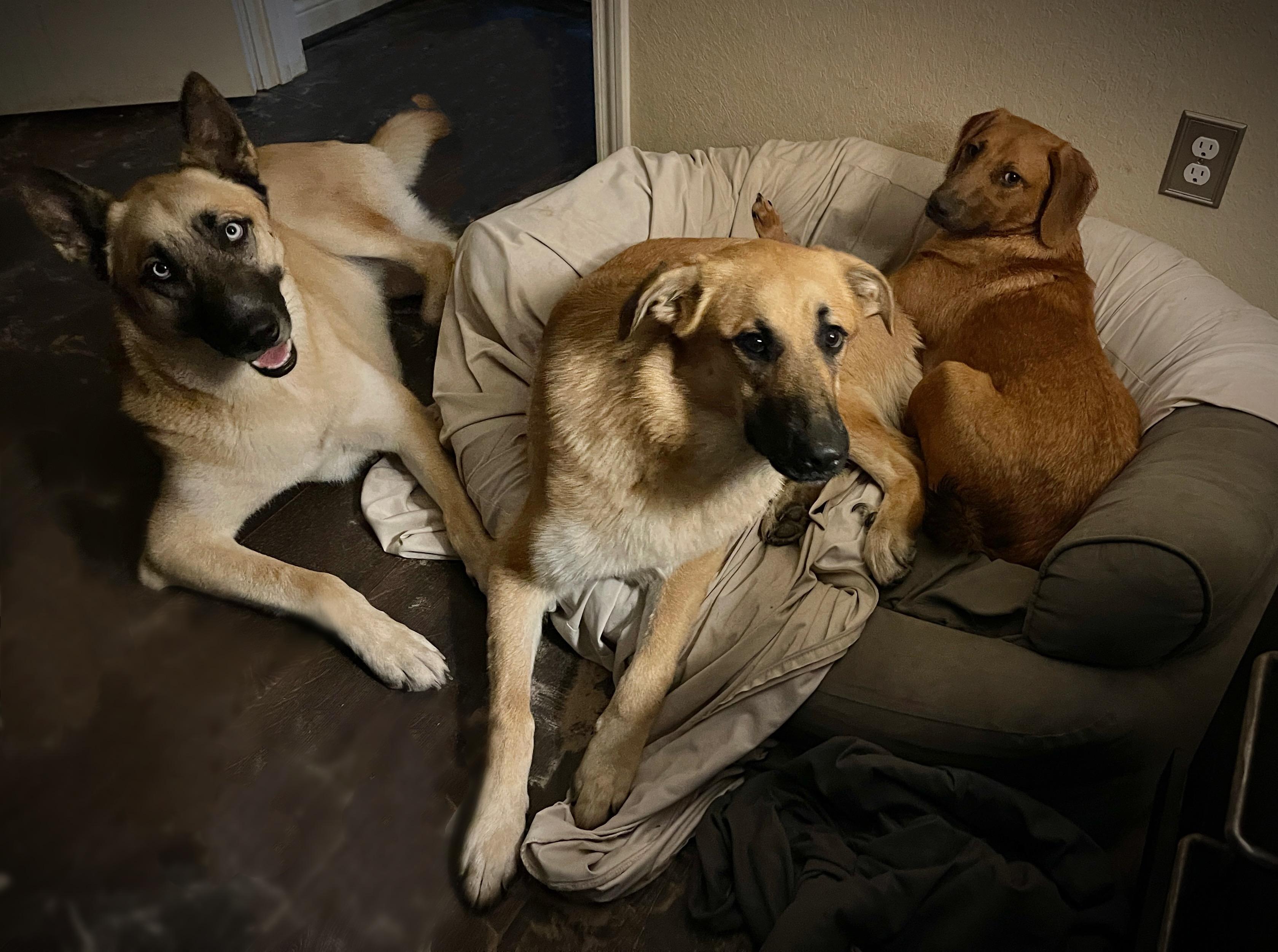 Dog for adoption - Keira, an Anatolian Shepherd Mix in Morrison, CO ...