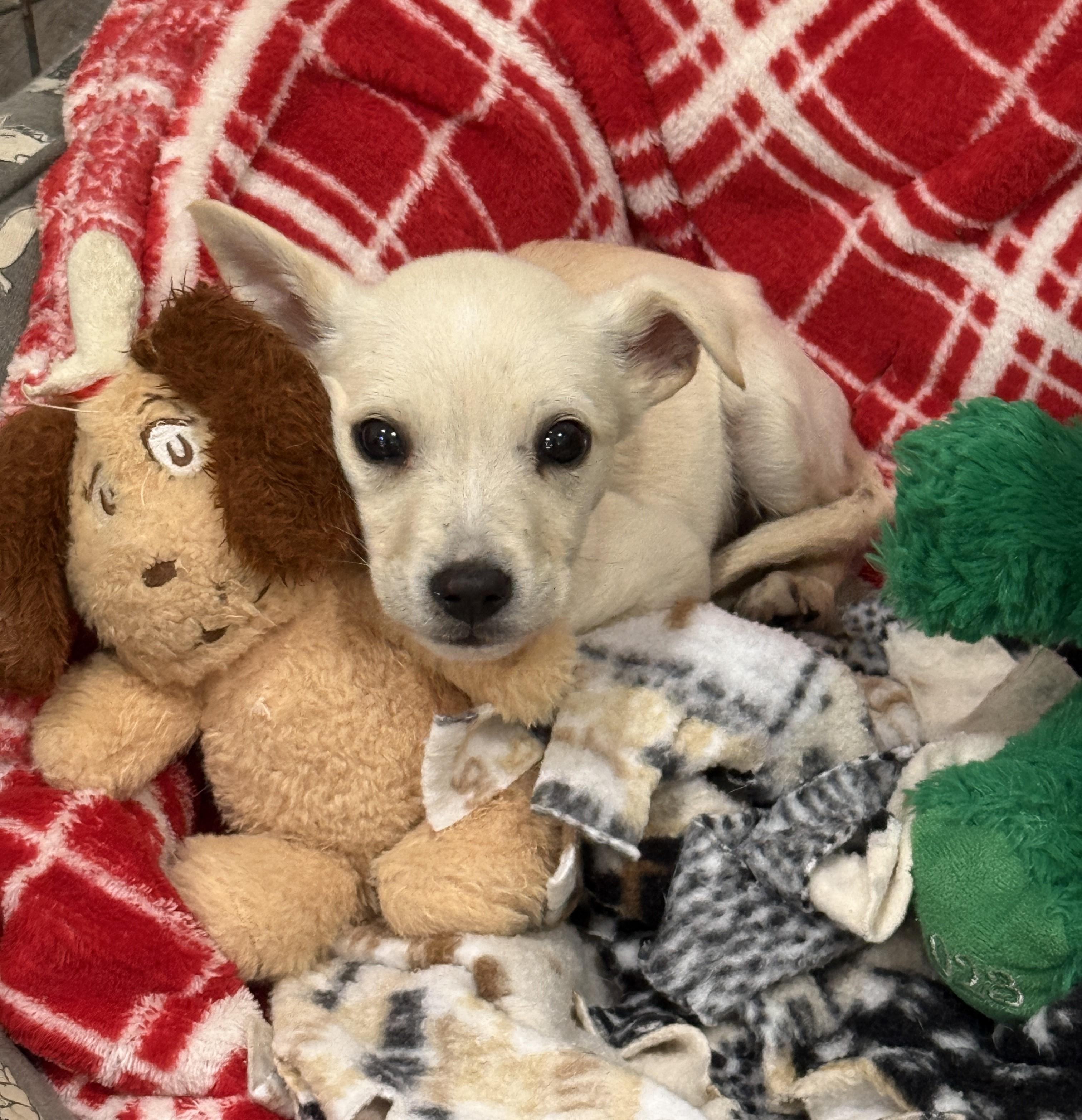 Dog for adoption - Wallen, a Mixed Breed in Rossville, TN | Petfinder