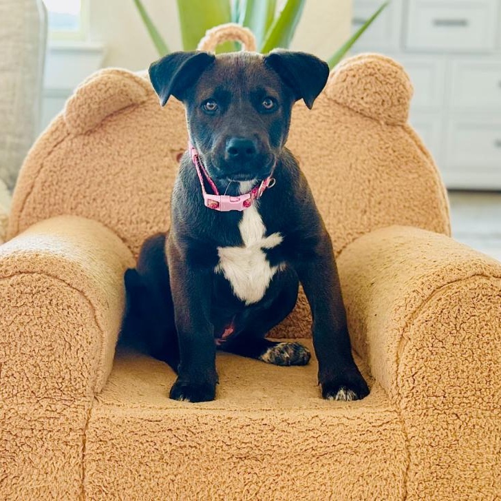 Dog for adoption - Bethany Sunshine, a Pit Bull Terrier & Labrador ...