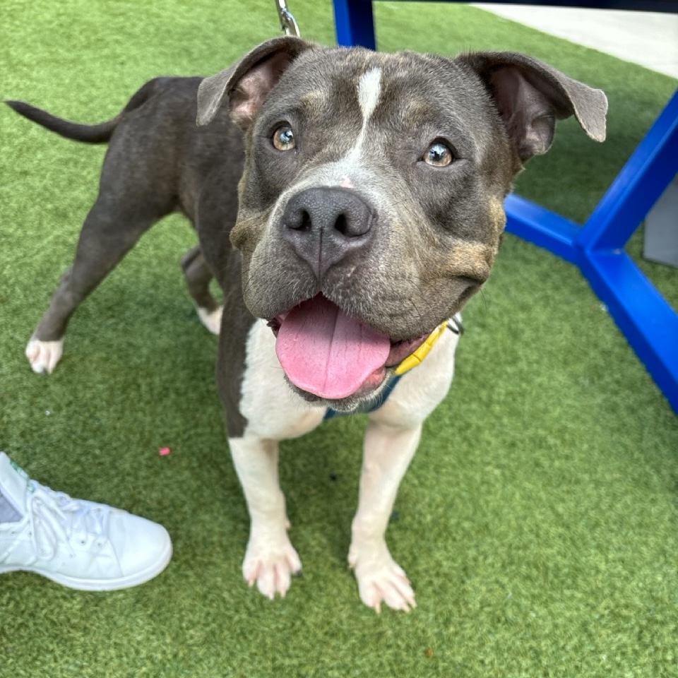 Dog for adoption - Hank, a Pit Bull Terrier Mix in Frederick , MD | Petfinder