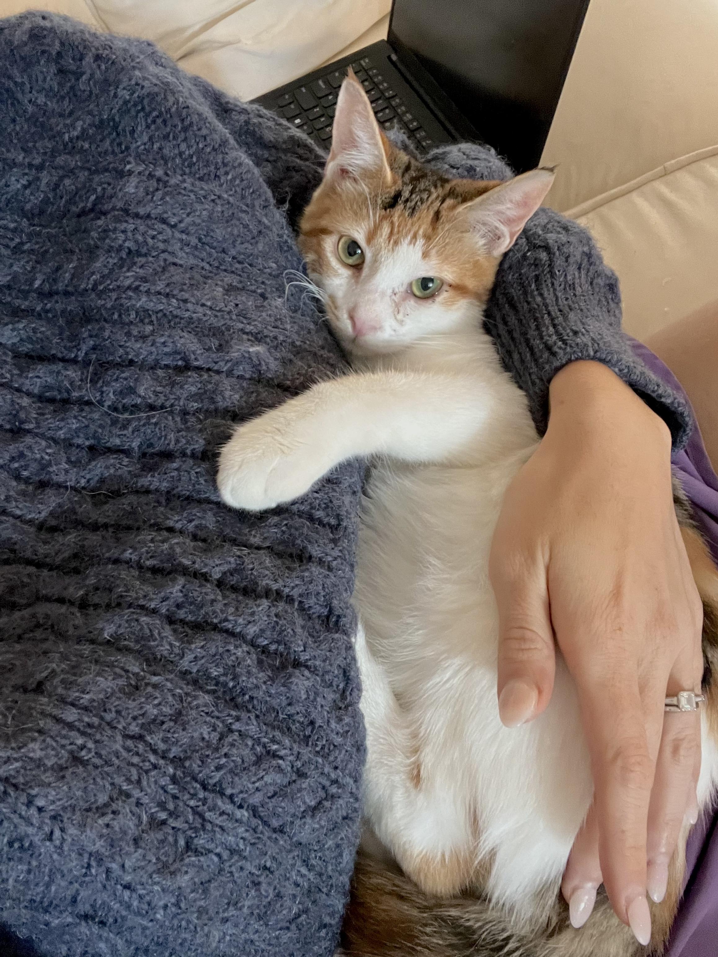 Cat for adoption - Sweet snugglebug kittens Hansel and Gretel!, a Domestic Short Hair in ...