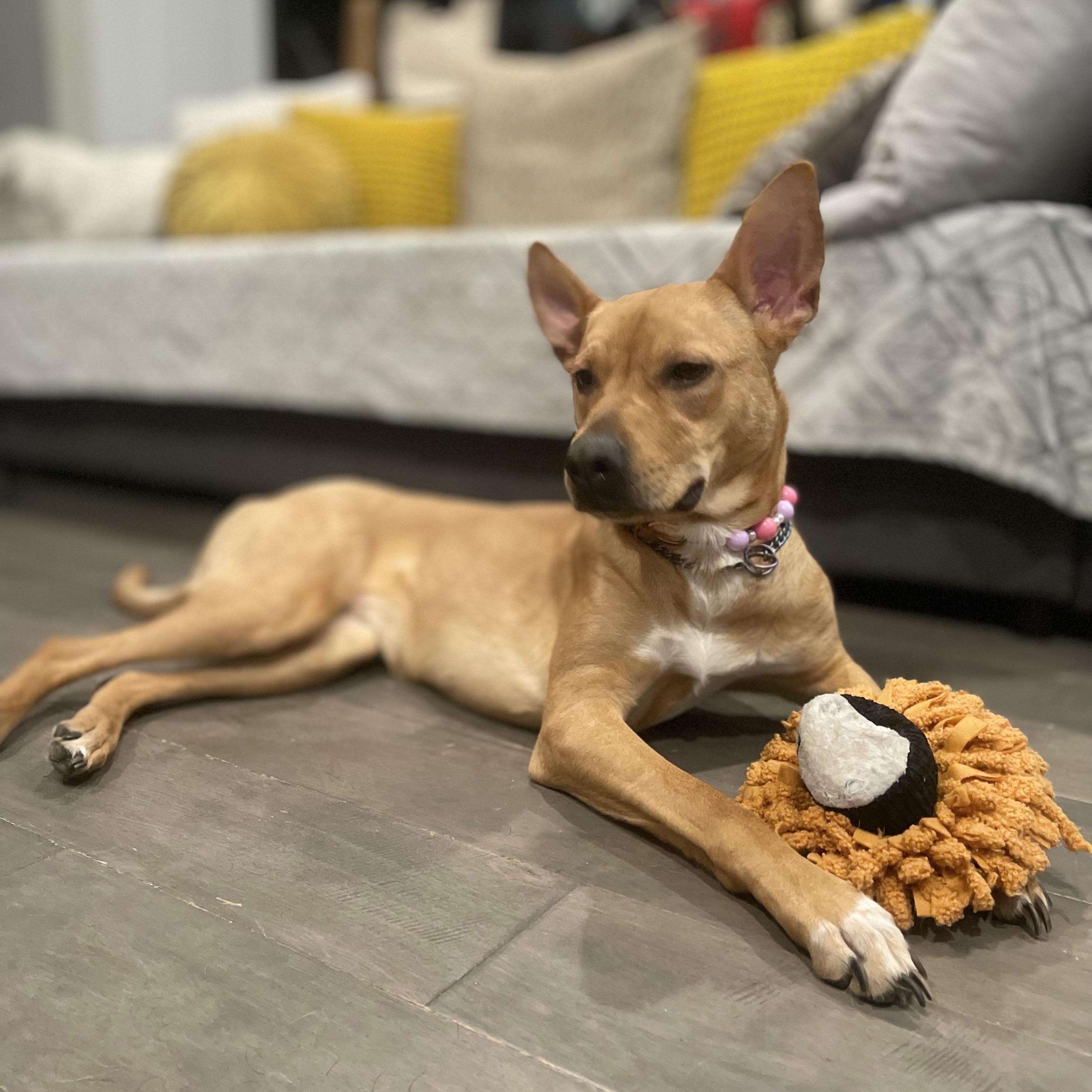 Dog for adoption - Trixie, a Belgian Shepherd / Malinois Mix in Portland, ME | Petfinder