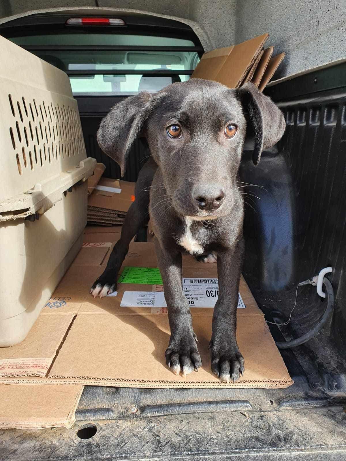 Dog for adoption - Bear, a Mixed Breed in Puyallup, WA | Petfinder