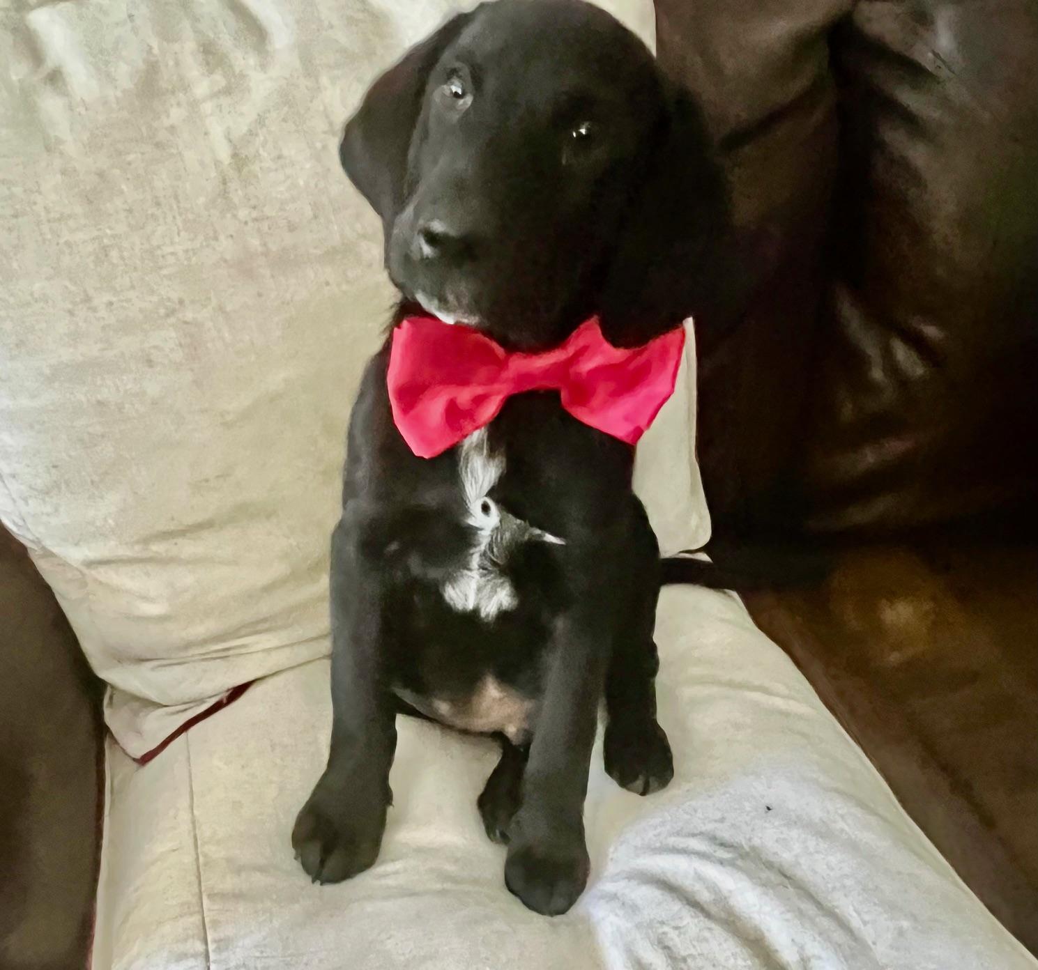 Dog for adoption - Jackson, a Labrador Retriever in Houston, TX | Petfinder