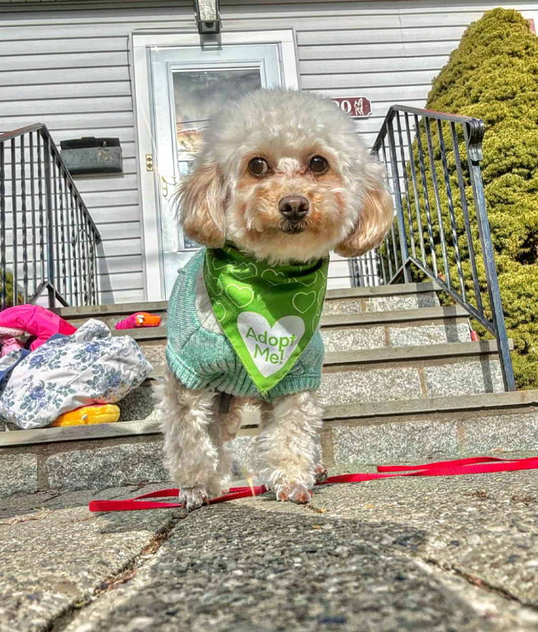 Dog for adoption - Lily, a Poodle (Toy) in Thornwood, NY | Petfinder