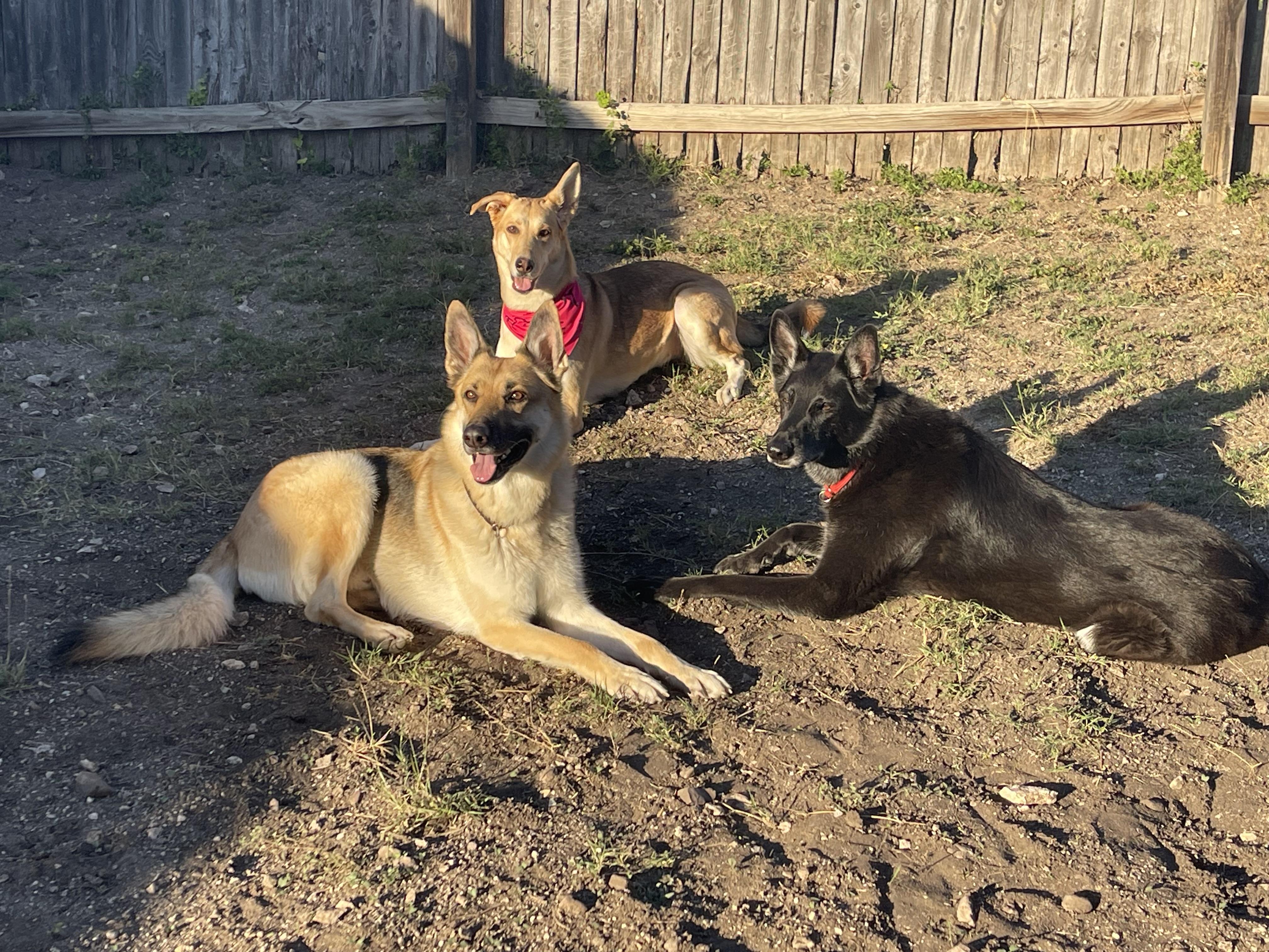 Dog for adoption - Poppy, a German Shepherd Dog & Carolina Dog Mix in ...