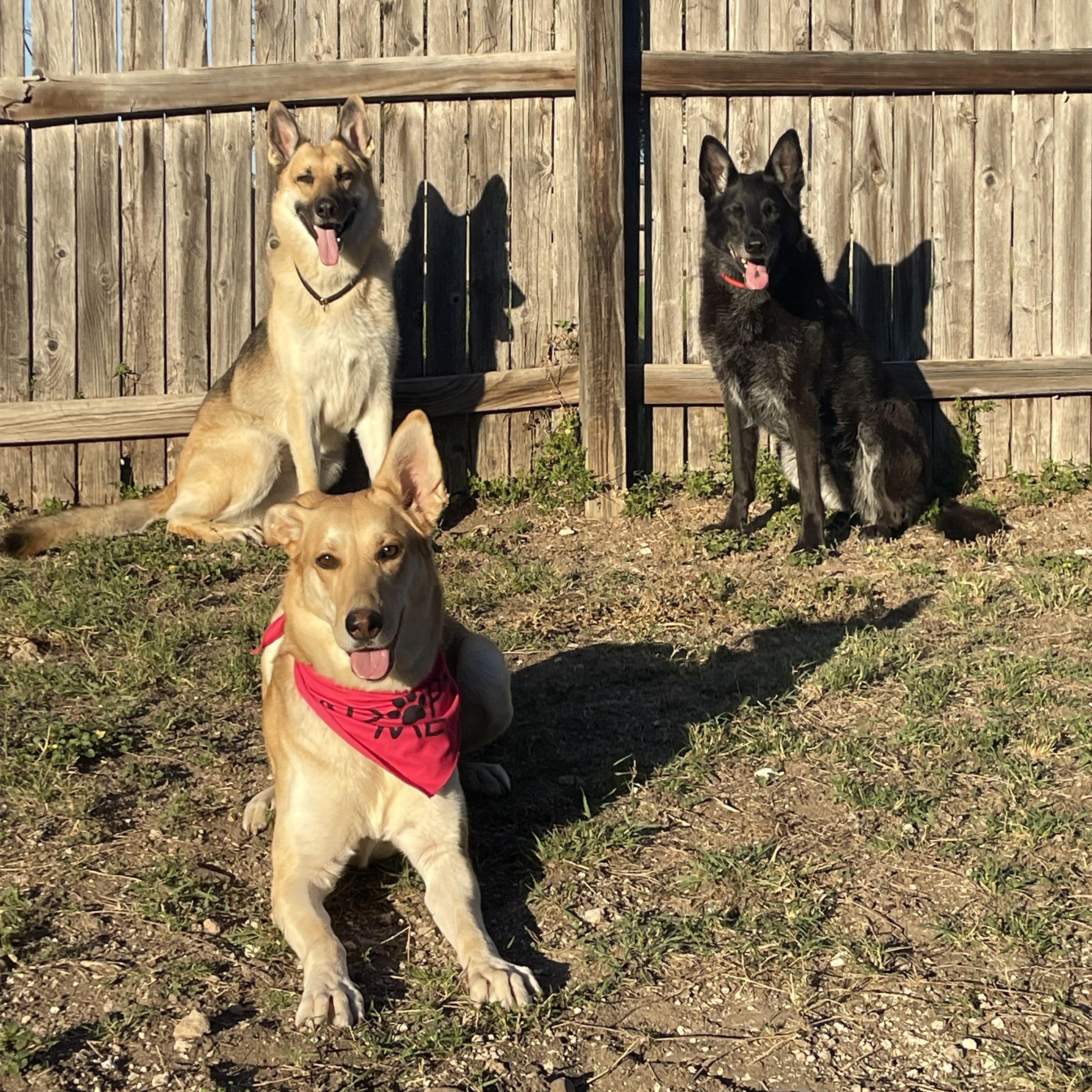 Dog for adoption - Poppy, a German Shepherd Dog & Carolina Dog Mix in ...
