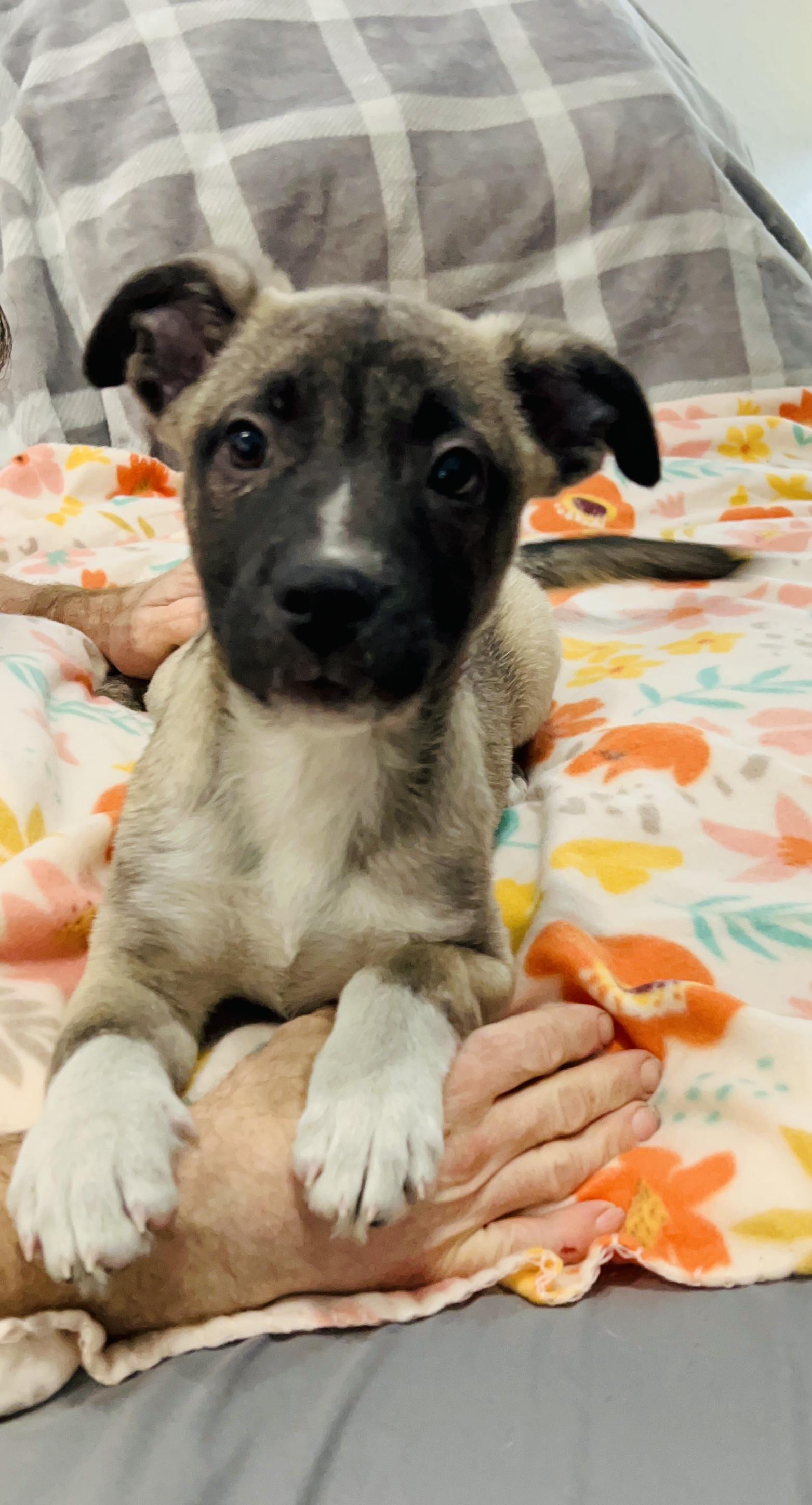 Dog for adoption - Fallon, a Shepherd in Albany , NY | Petfinder