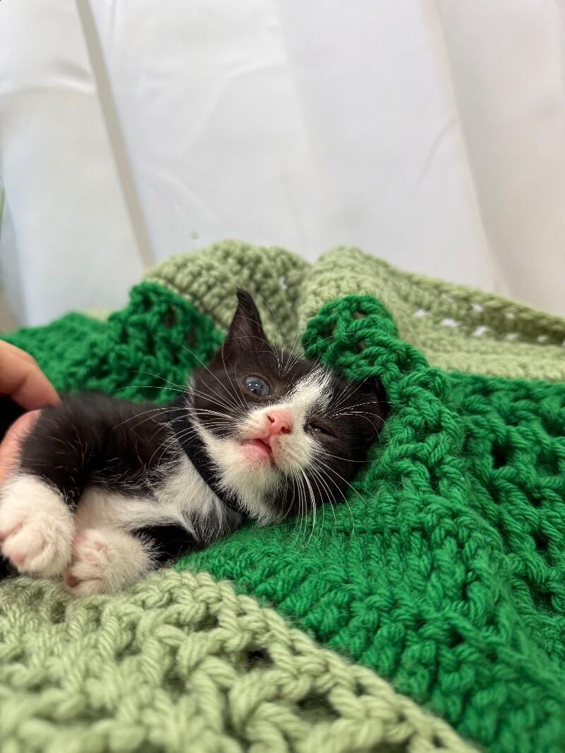 Cat for adoption - Gretta Burnham, a Tabby Mix in Toronto, ON | Petfinder