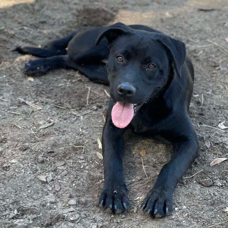 Dog for adoption - Ariel, a Black Labrador Retriever Mix in Des Moines ...