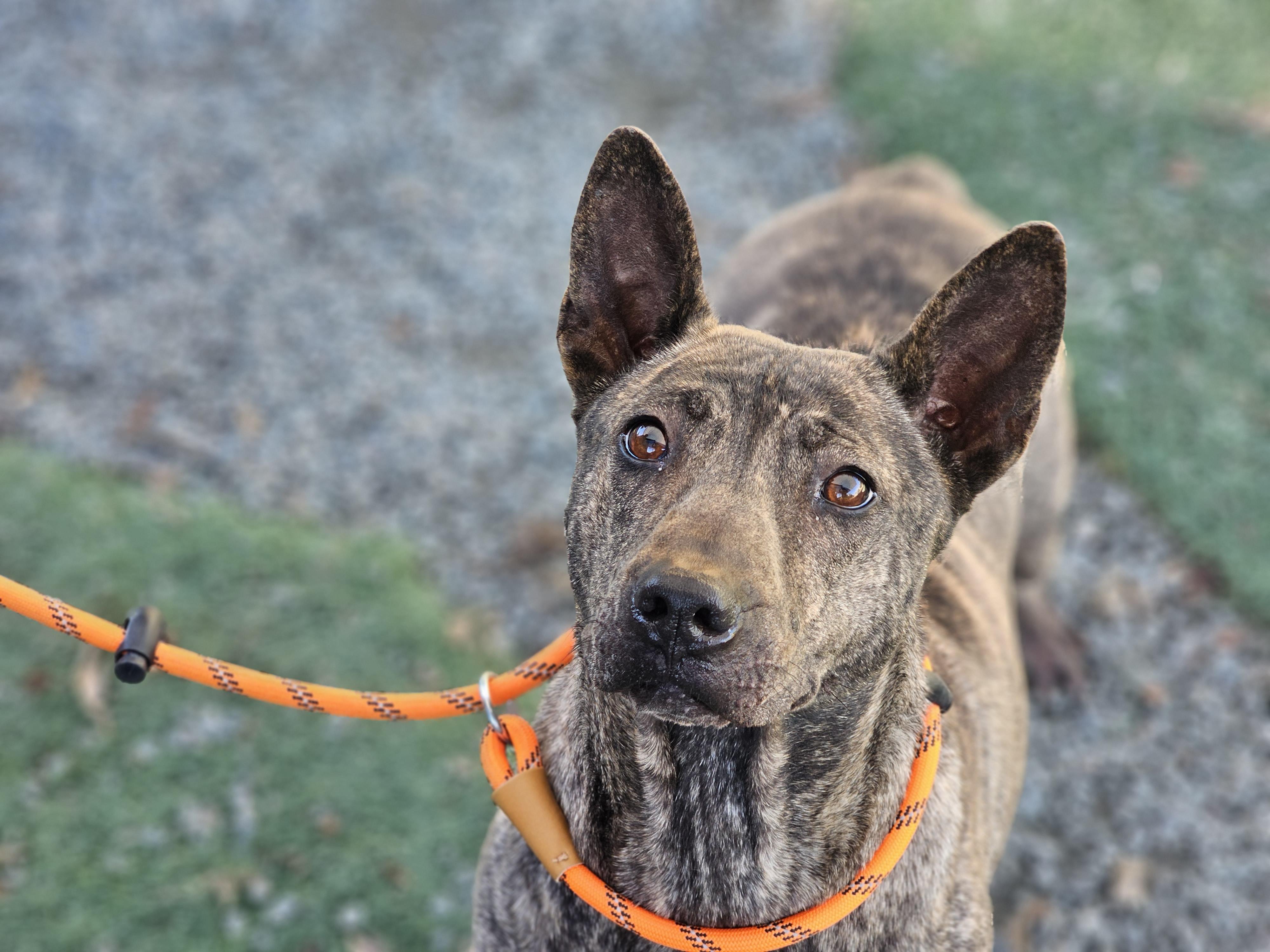Dog for adoption - Nala, a Thai Ridgeback in San Jose, CA | Petfinder