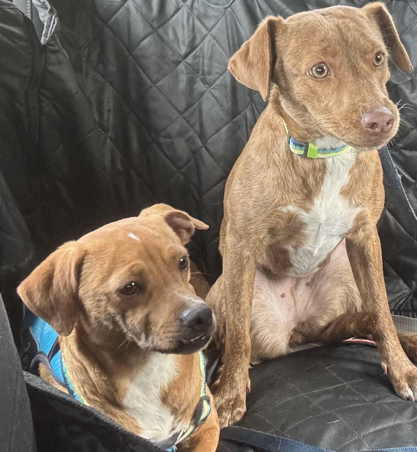 Dog for adoption - Sam, a Chihuahua Mix in brattleboro, VT | Petfinder