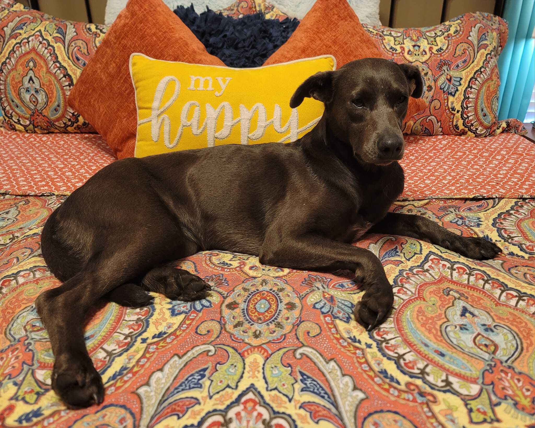 View Our Dogs – SPCA of East Texas