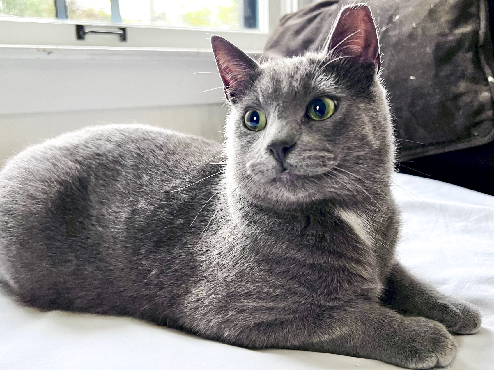 Cat for adoption - Wrigley, a Russian Blue in Benicia, CA | Petfinder