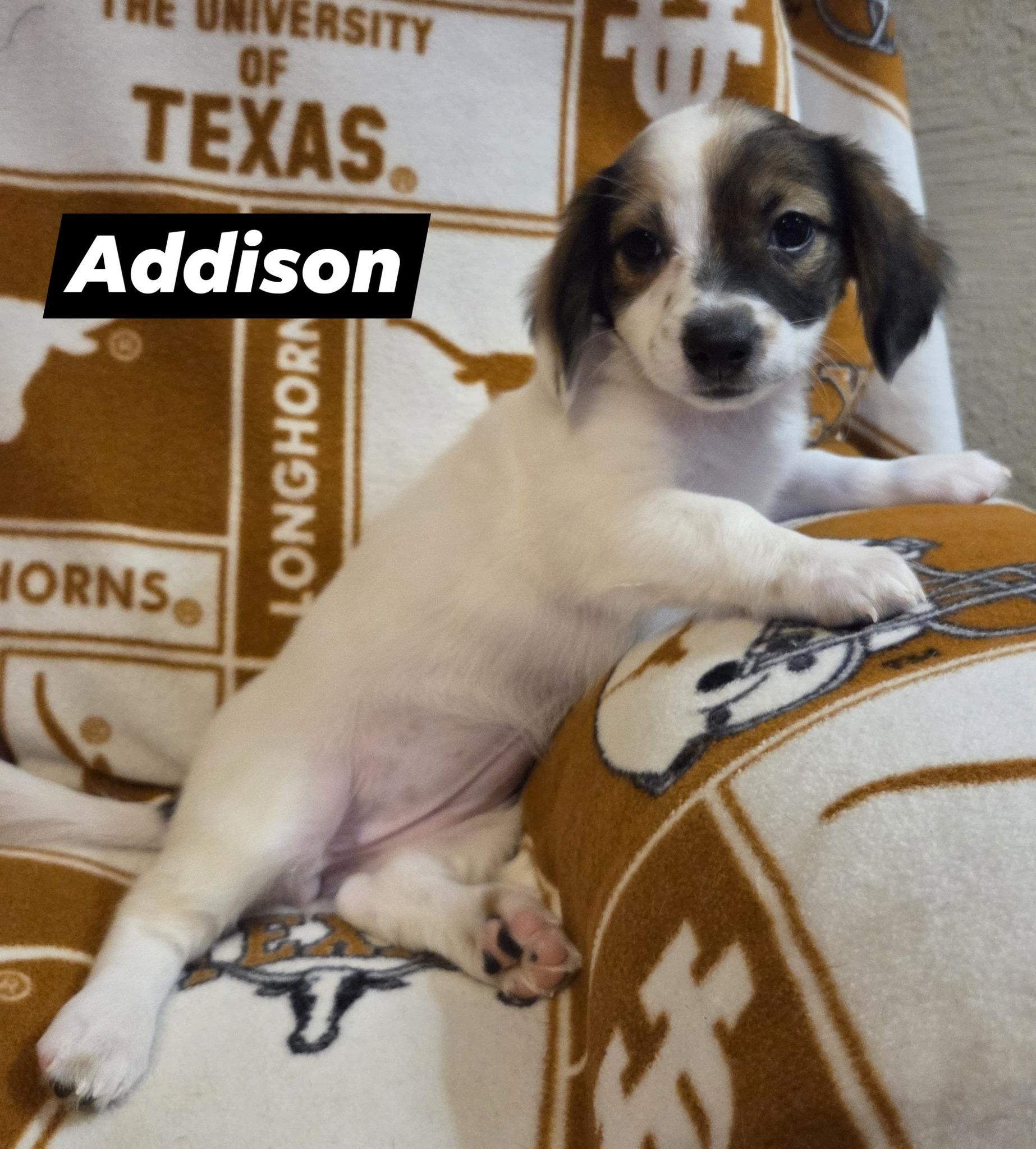 Dog for adoption - Addison, a Cocker Spaniel & Dachshund Mix in Oakdale ...