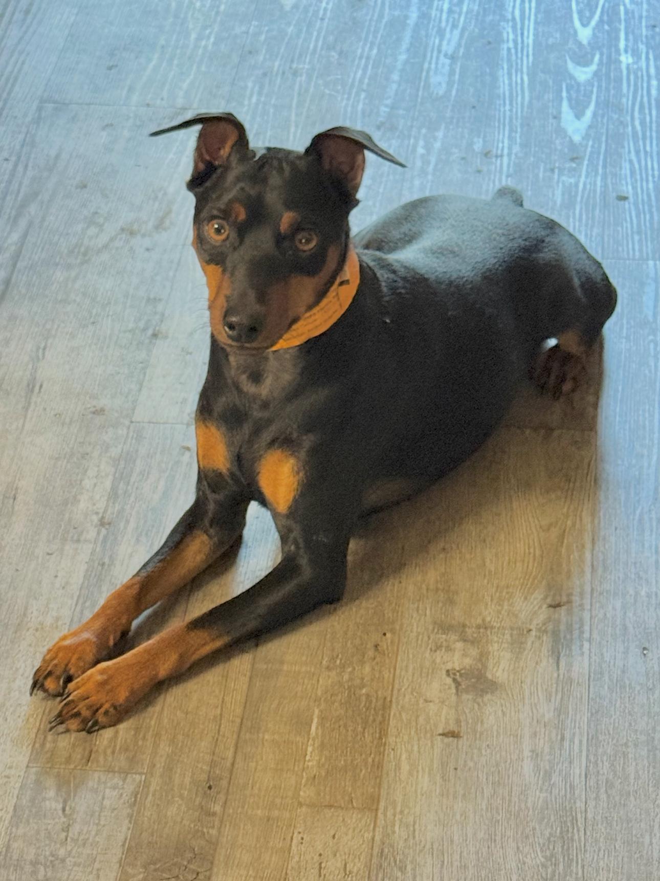 Dog for adoption - Bruno, a Miniature Pinscher in Jacksonville, FL ...