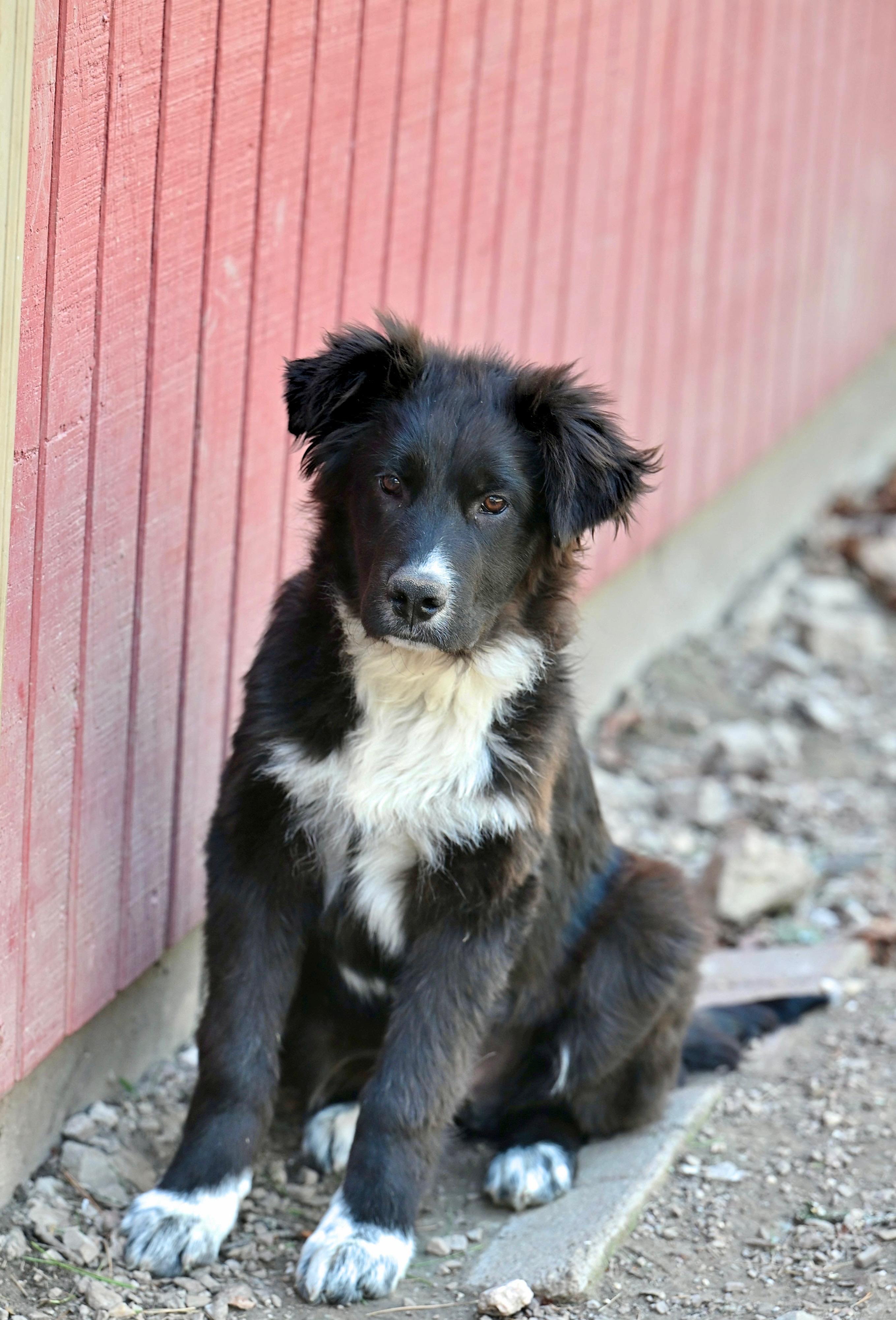 Dog for adoption - Brady, a Border Collie & Great Pyrenees Mix in ...
