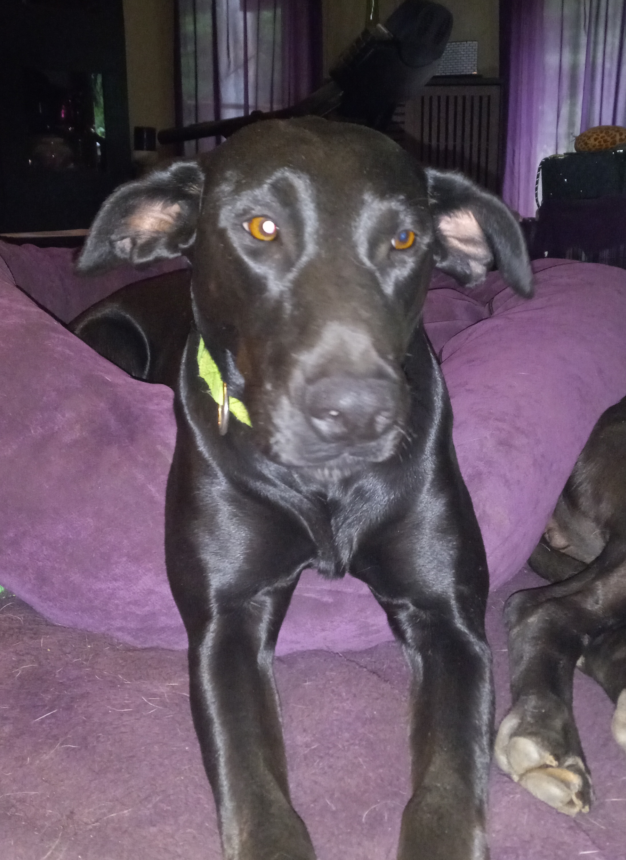 Dog for adoption - Layla, a Black Labrador Retriever & Miniature ...