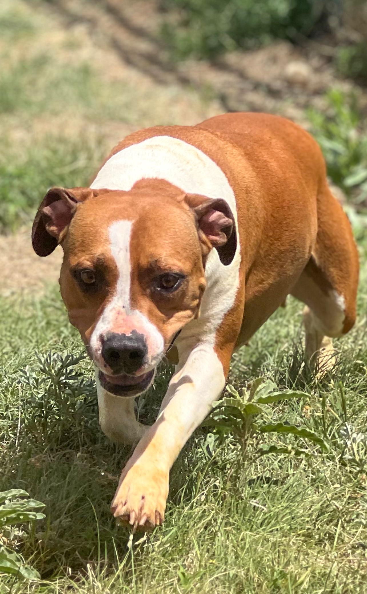 Dog for adoption - Lays, a Mixed Breed in Aurora, CO | Petfinder