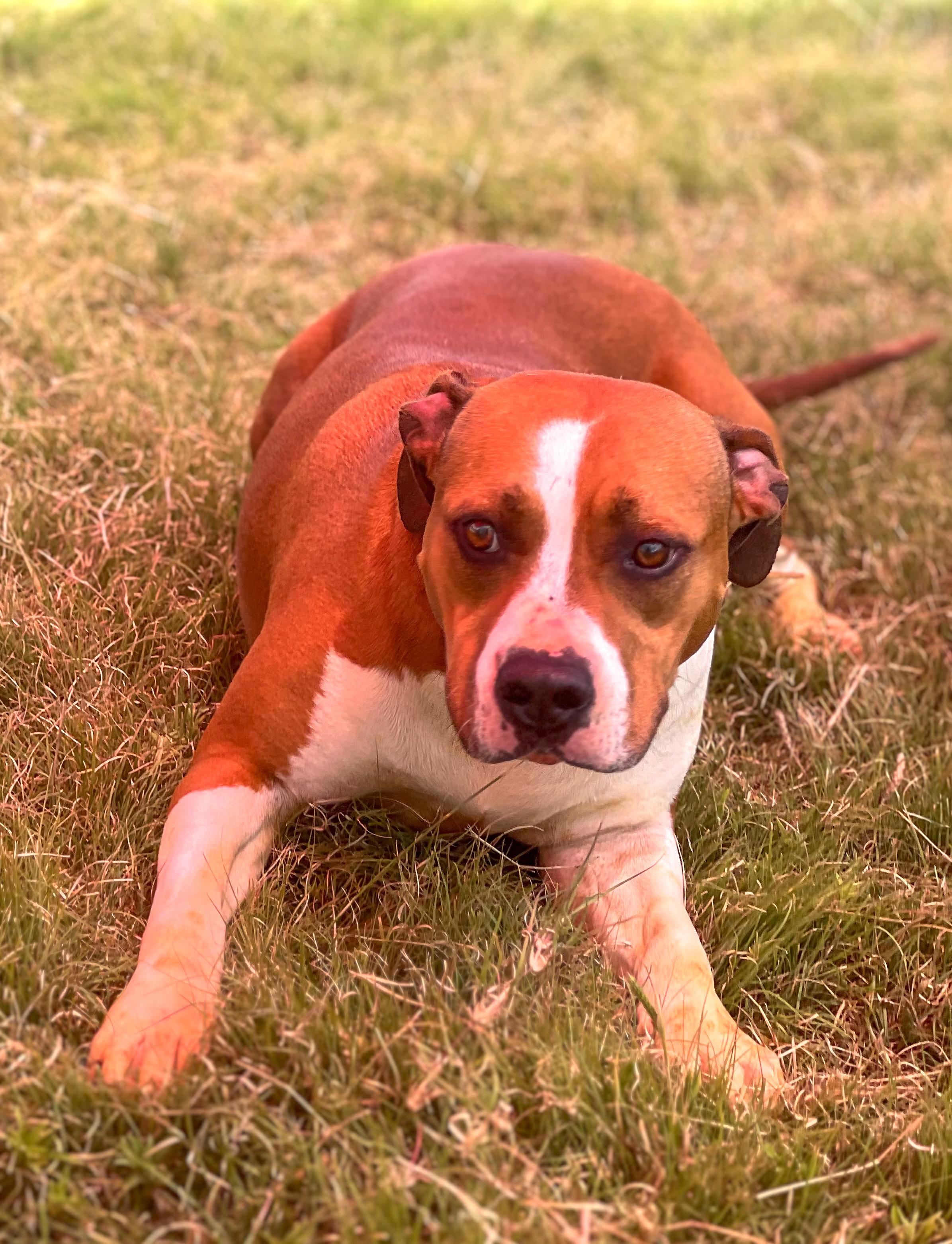 Dog for adoption - Lays, a Mixed Breed in Aurora, CO | Petfinder