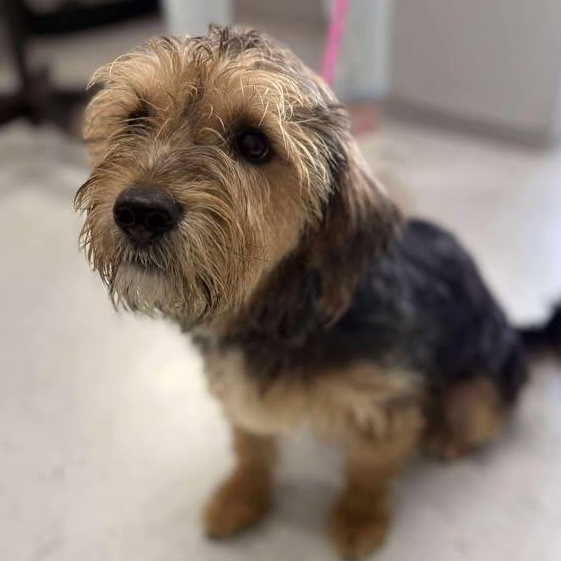 Dog for adoption - Malcom, a Yorkshire Terrier Mix in Bardstown, KY ...