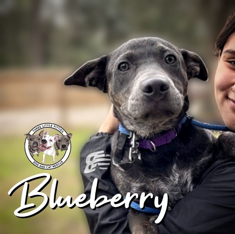 Dog for adoption - Blueberry, a Pit Bull Terrier & Husky Mix in Provo, UT | Petfinder