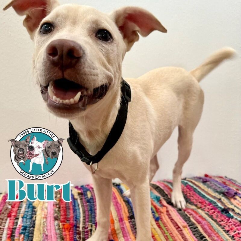 Dog for adoption - Burt Grace Gives Kisses!, a Labrador Retriever & Pit ...