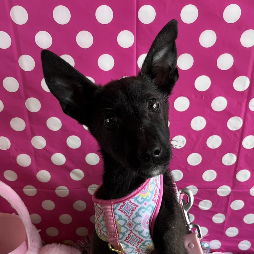 Dog for adoption - Jeanette, a Miniature Pinscher & Labrador Retriever ...