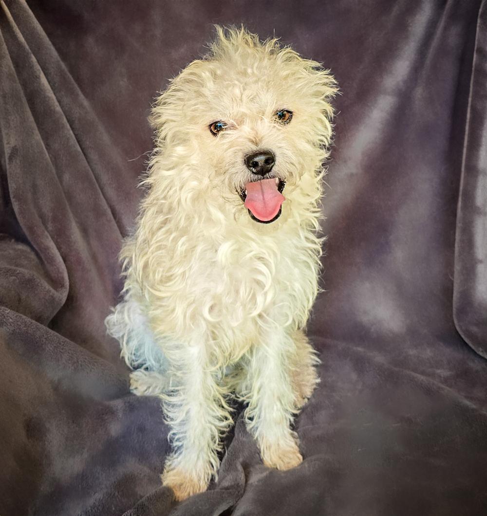 Dog for adoption - Romantic Lil Mr Ritchie ~ Terripoo !, a Poodle (Toy ...