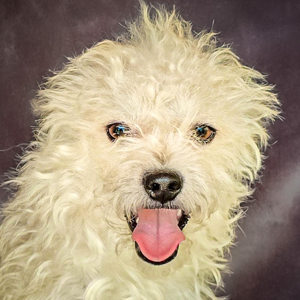 Dog for adoption - Romantic Lil Mr Ritchie ~ Terripoo !, a Poodle (Toy ...